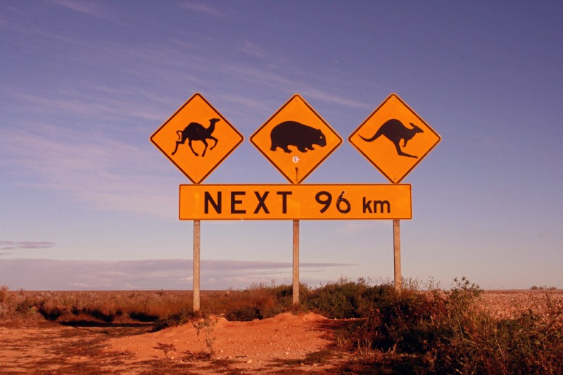 Nullarbor wandering – RIDE ON