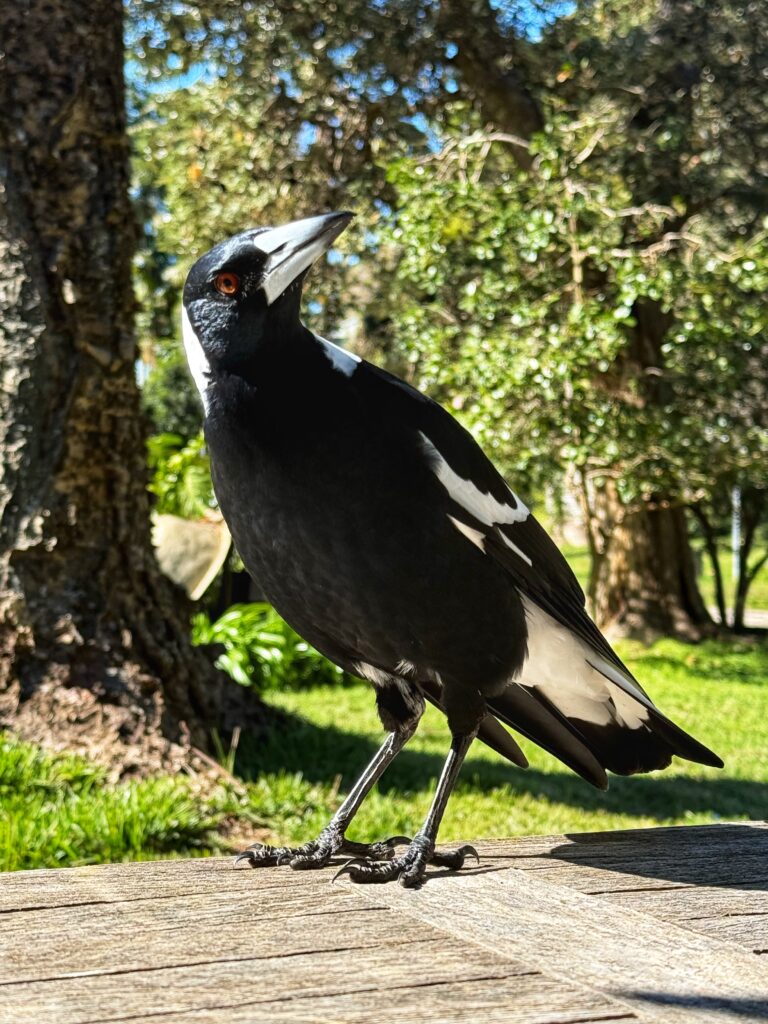 Magpie Season: Pie Proof Helmet Reviewed – RIDE ON